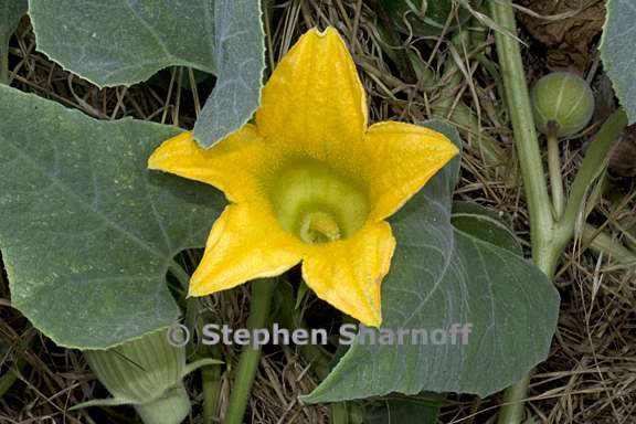Cucurbita foetidissima