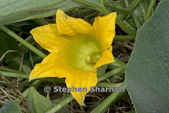 Cucurbita foetidissima