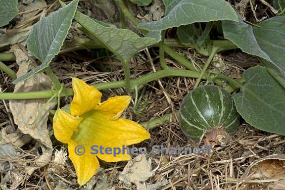Cucurbita foetidissima