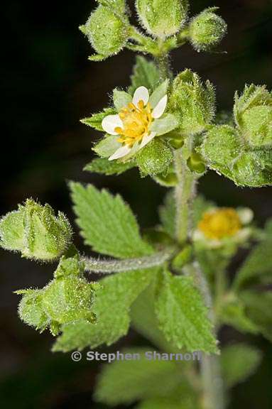 Drymocallis glandulosa var. glandulosa