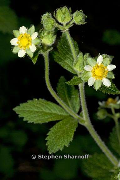 Drymocallis glandulosa var. glandulosa