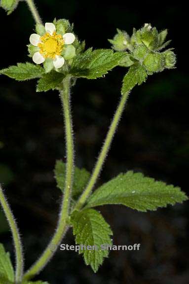 Drymocallis glandulosa var. glandulosa