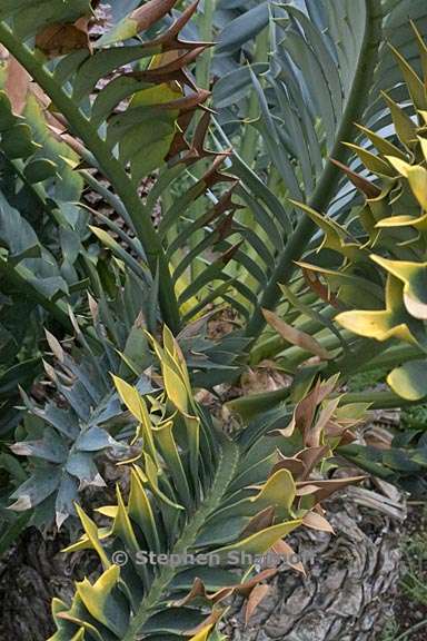 Encephalartos arenarius