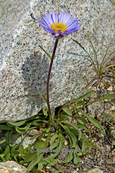 Erigeron algidus