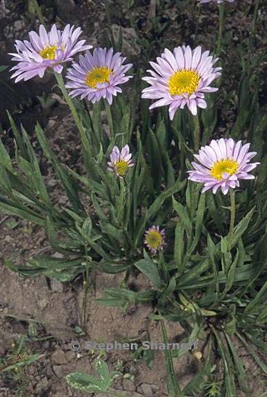 Erigeron glacialis var. glacialis