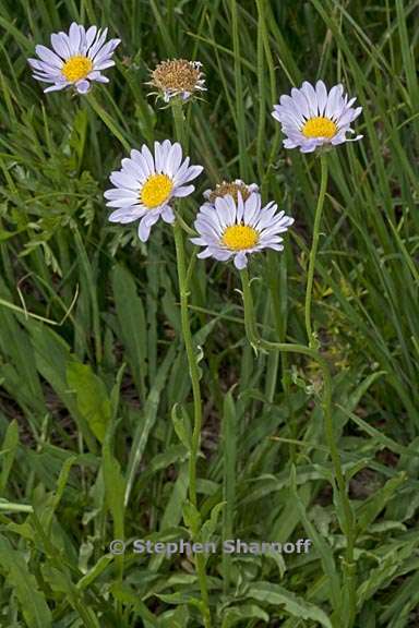 Erigeron glacialis var. glacialis