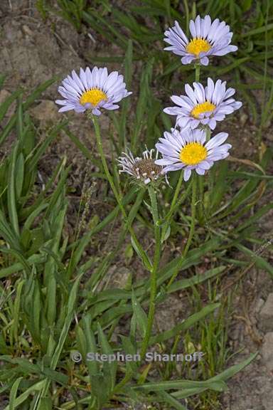 Erigeron glacialis var. glacialis