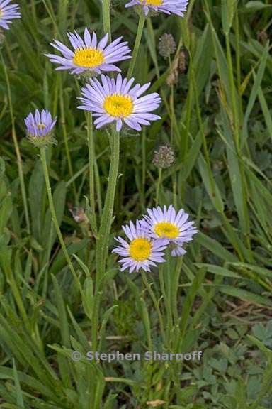 Erigeron glacialis var. glacialis