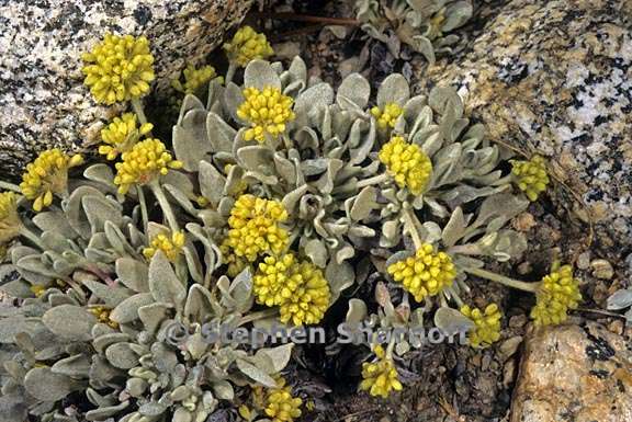 Eriogonum incanum