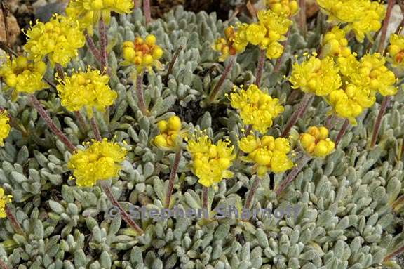 Eriogonum incanum