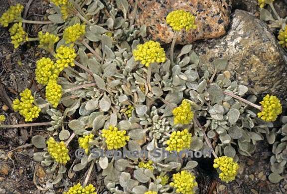 Eriogonum incanum