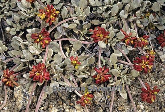 Eriogonum incanum