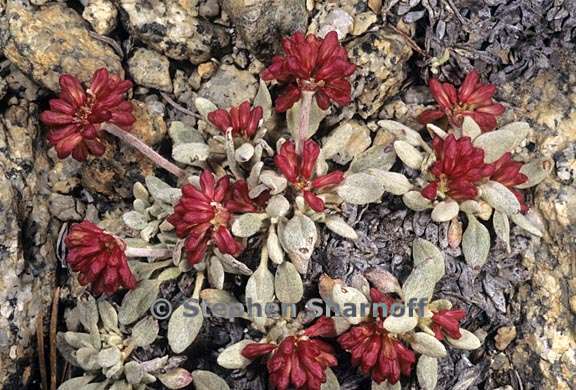 Eriogonum incanum