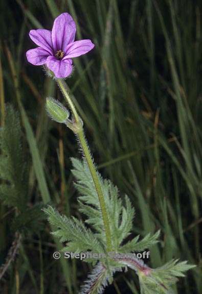 Erodium botrys