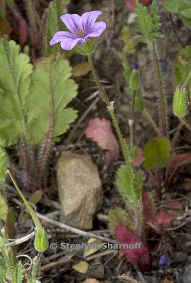 Erodium botrys