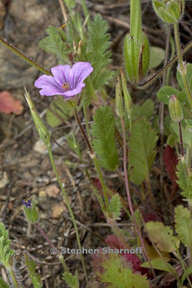 Erodium botrys