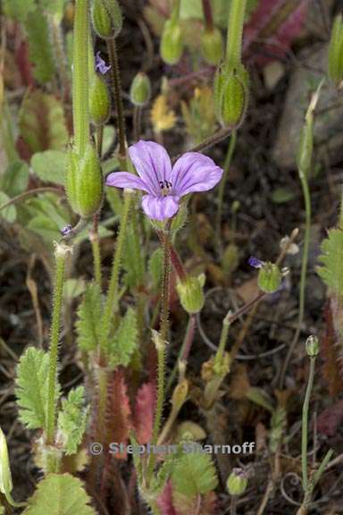 Erodium botrys