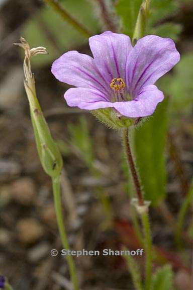 Erodium botrys