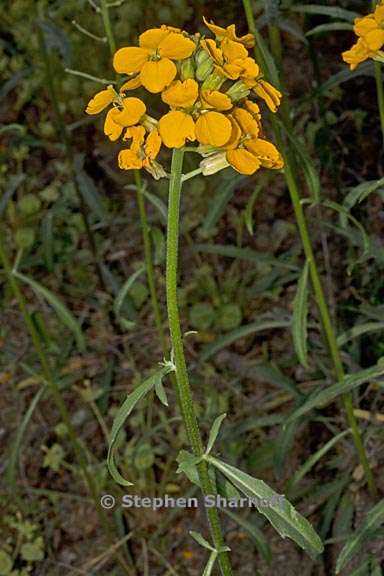 Erysimum capitatum