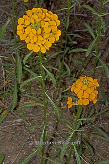 Erysimum capitatum