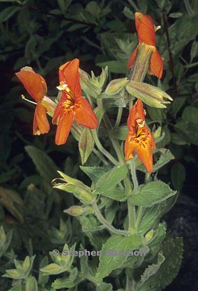 Erythranthe cardinalis