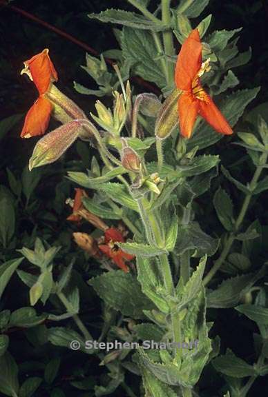 Erythranthe cardinalis