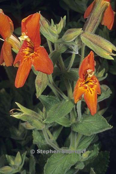 Erythranthe cardinalis