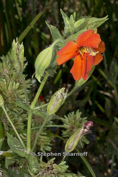 Erythranthe cardinalis