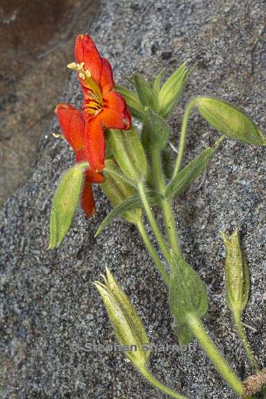 Erythranthe cardinalis