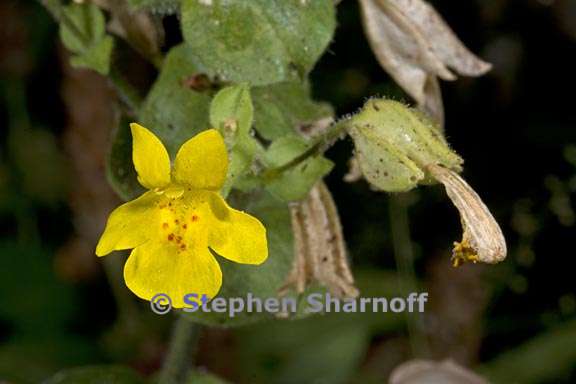 Erythranthe guttata