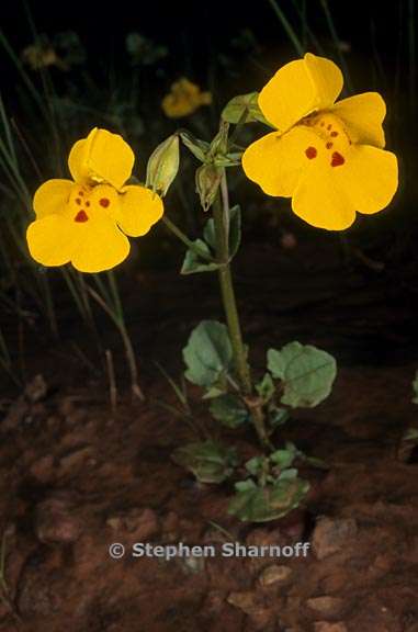 Erythranthe guttata