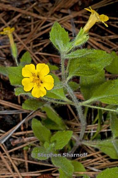 Erythranthe moschata