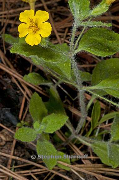 Erythranthe moschata