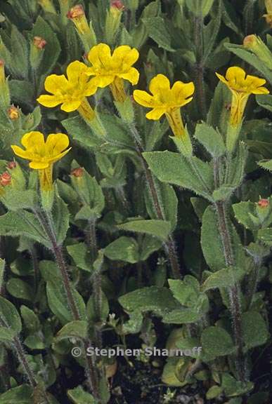 Erythranthe moschata