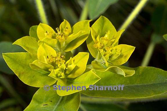 Euphorbia oblongata
