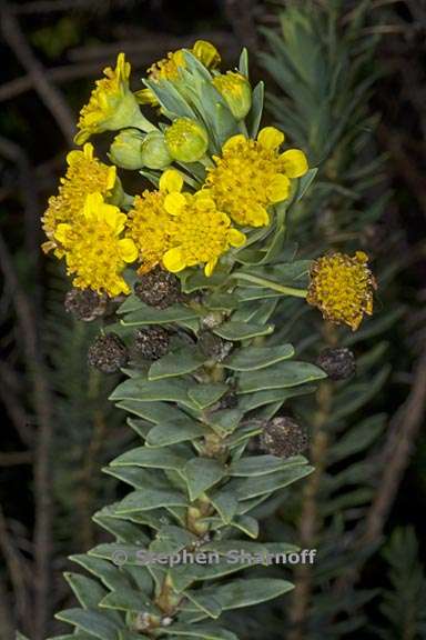 Euryops lateriflorus