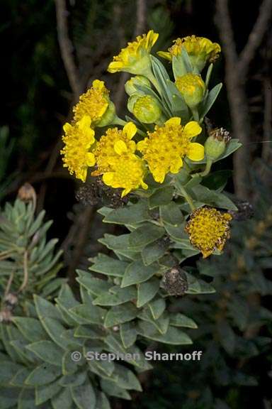Euryops lateriflorus