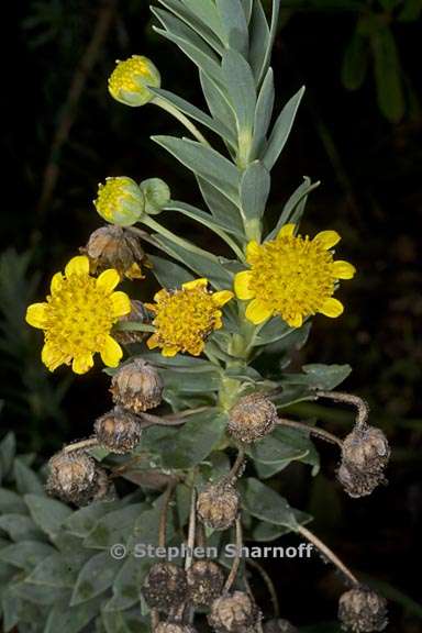 Euryops lateriflorus