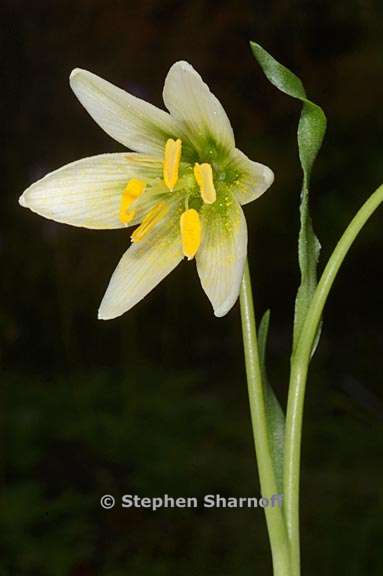 Fritillaria liliacea
