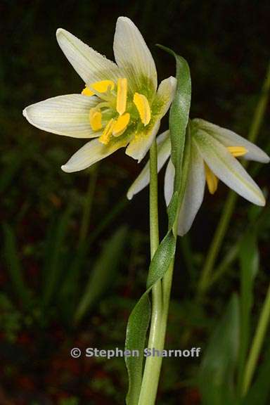 Fritillaria liliacea