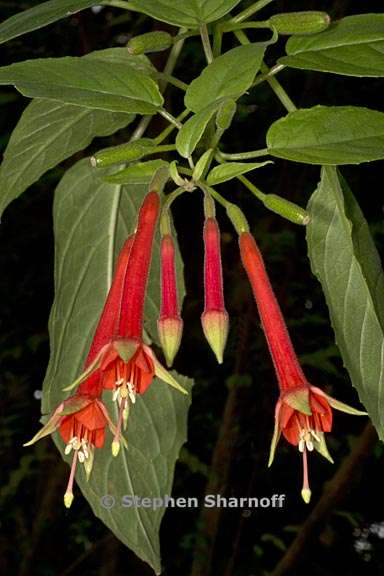 Fuchsia fulgens
