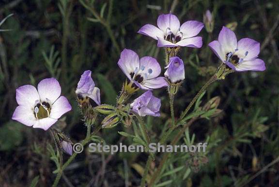 Gilia tricolor ssp. diffusa