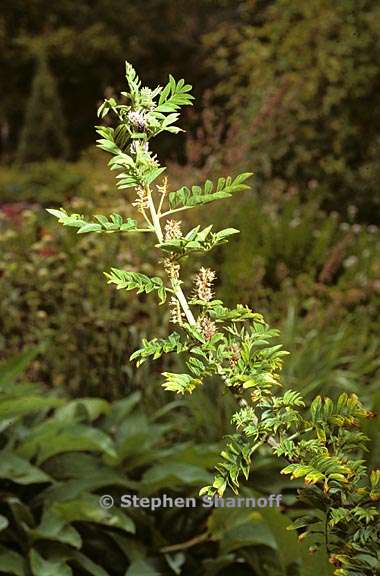 Glycyrrhiza glabra