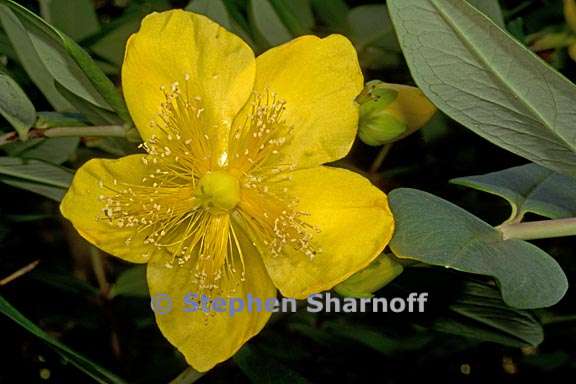 Hypericum patulum