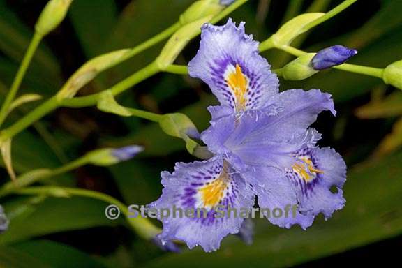 Iris confusa