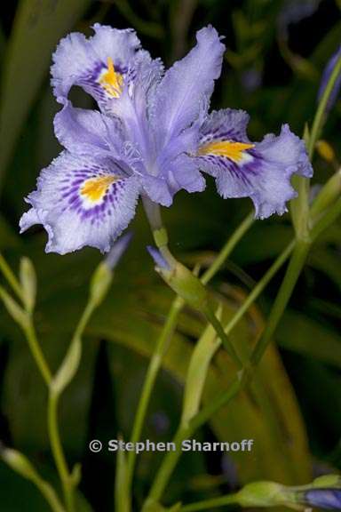 Iris confusa