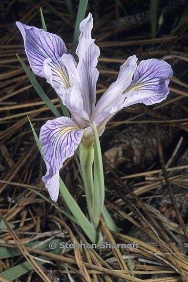 Iris hartwegii