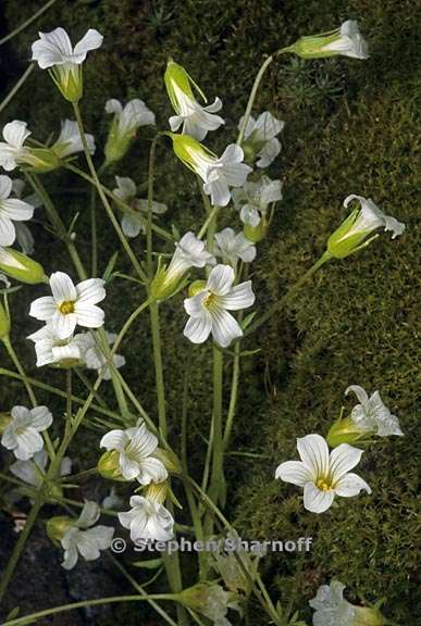 Limnanthes douglasii