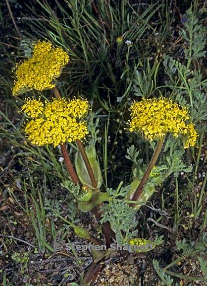 Lomatium sp.