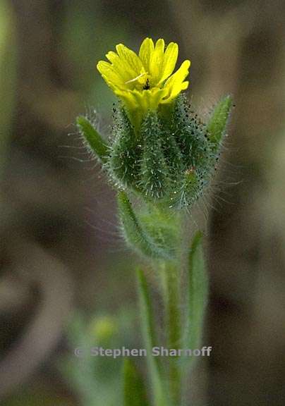 Madia gracilis